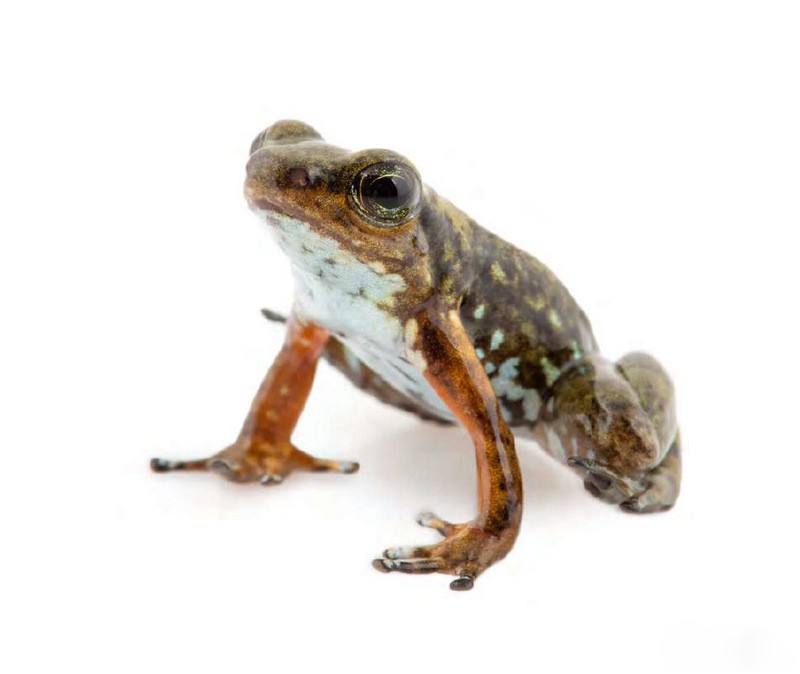 A tale of two frogs, six mining companies and much, much more ...